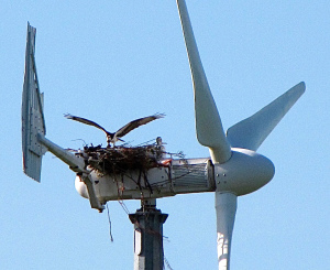 Animals Today November 17, 2013: Birds, Bats Wind Turbines and Problems ...