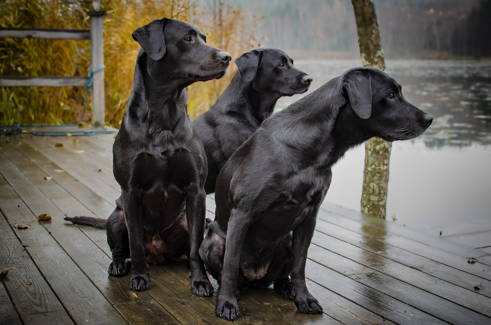 Visual identification of dog breeds - Animals Today Radio