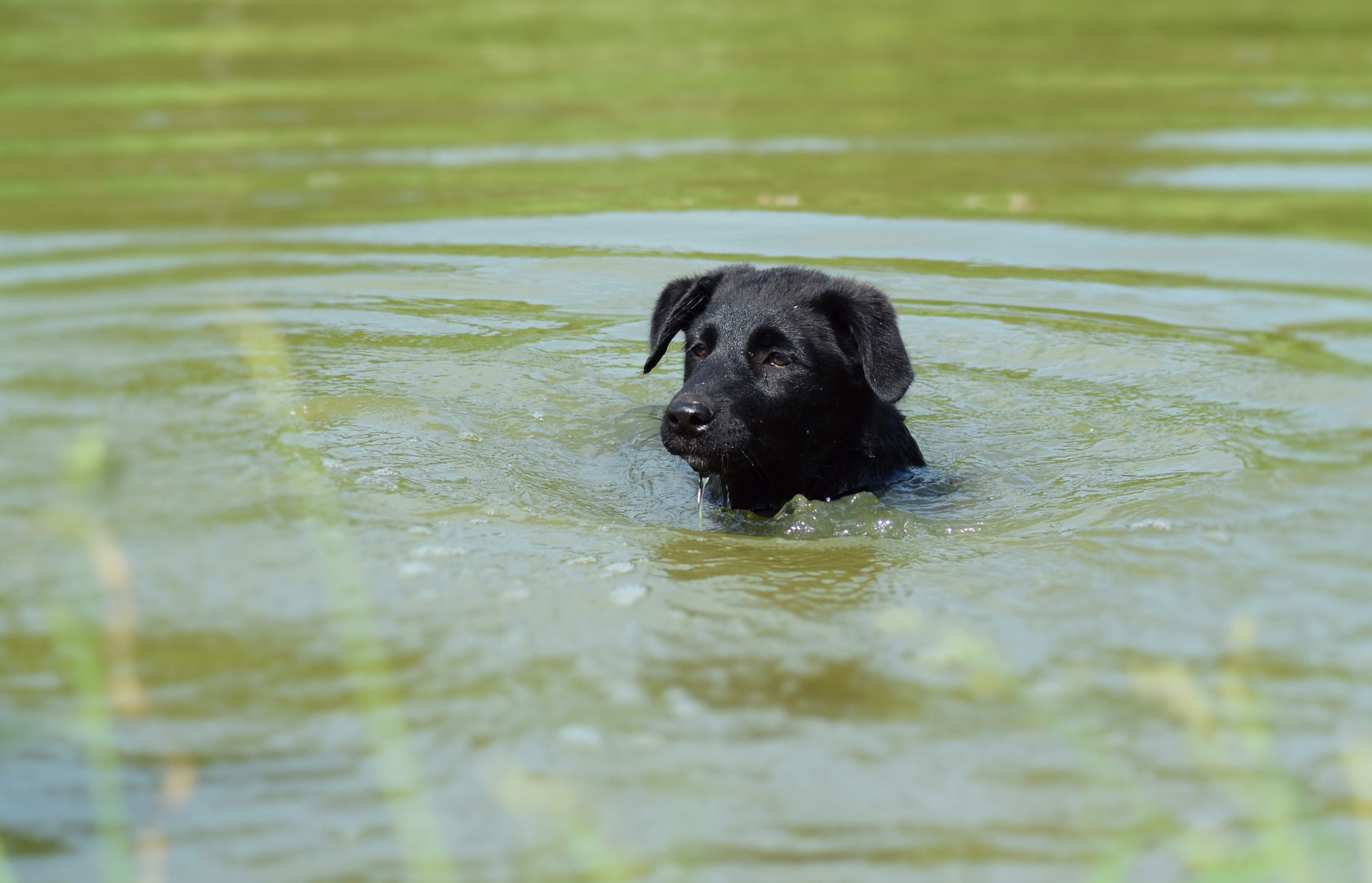 Animals Today July 10, 2021. Hazards of so-called blue-green algae to ...