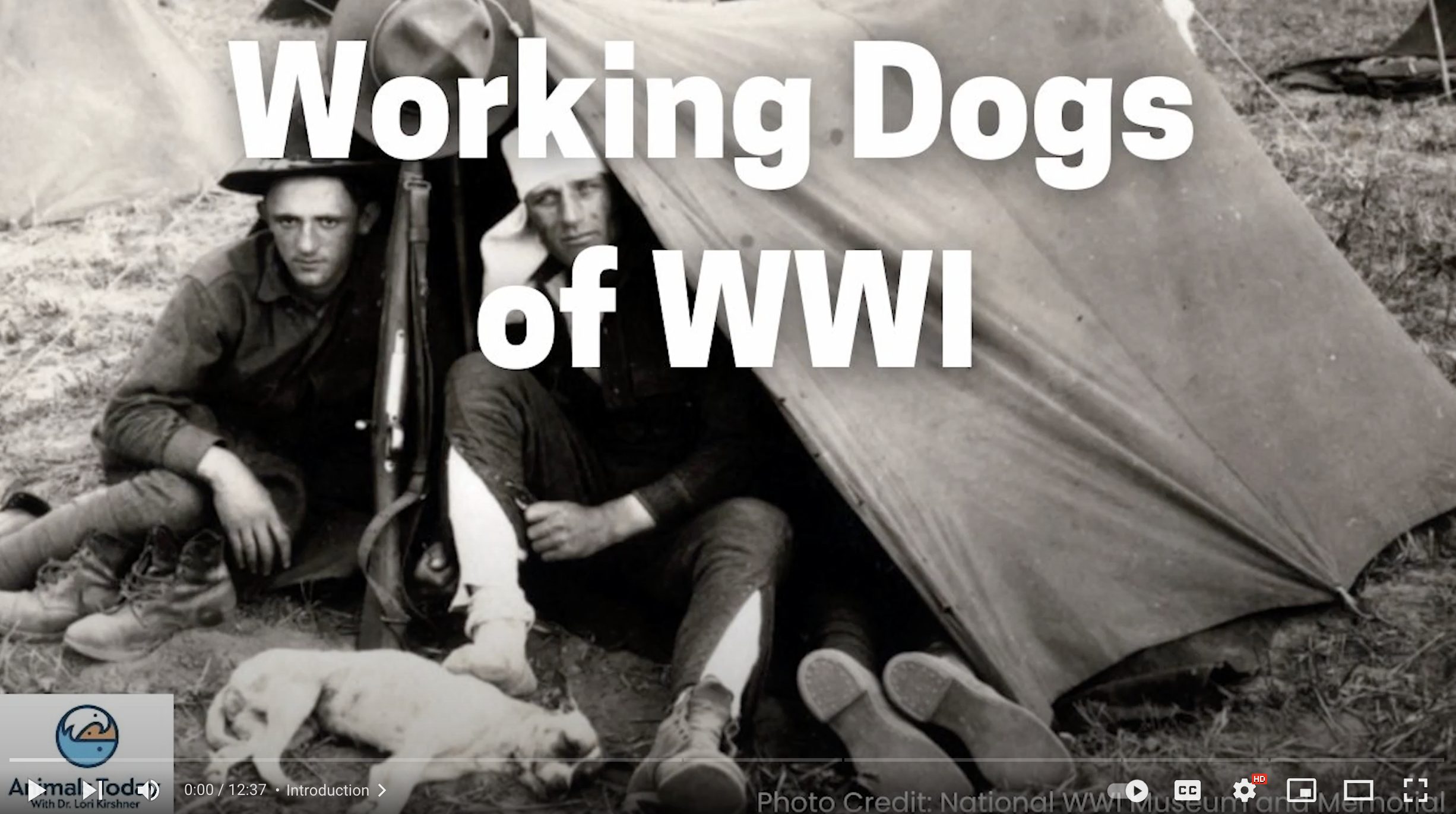Animals Today May 10, 2023. The working dogs of WWI - Animals Today Radio