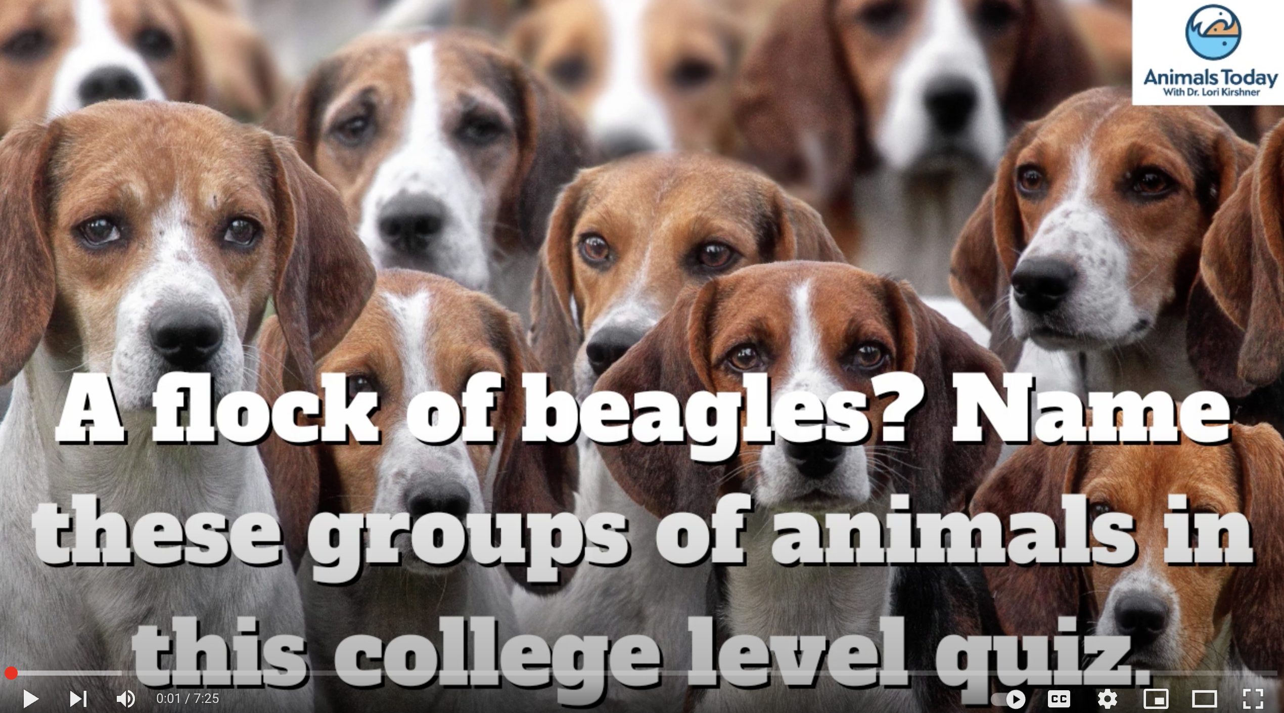 A Murder of Crows? Yup! Name these groups of animals. - Animals Today Radio