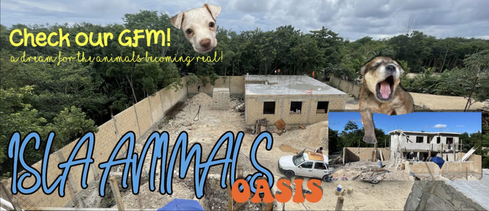 Animals Today November 18, 2023. Hot news! The miraculous microchip ...