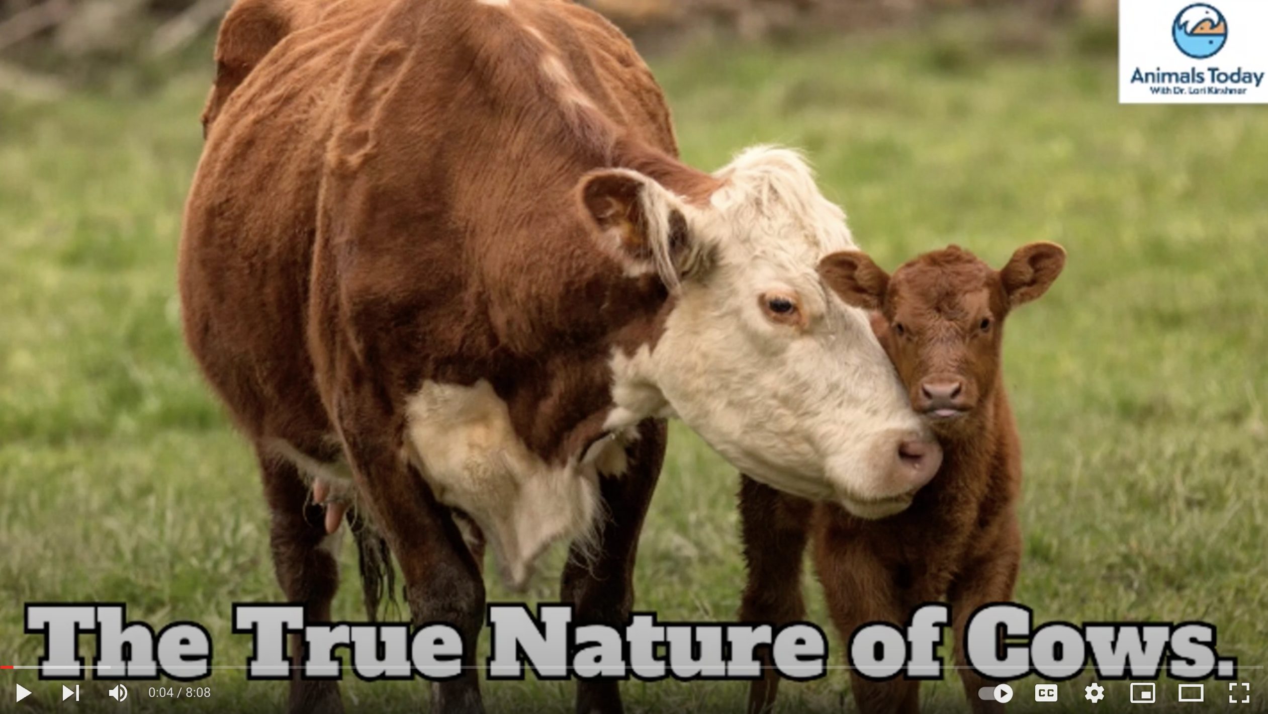 Animals Today June 1, 2024. The True Nature of Cows. - Animals Today Radio